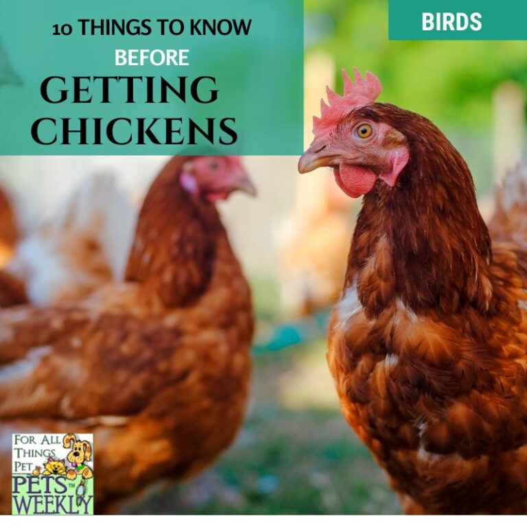 10 Things to Know Before Getting Chickens